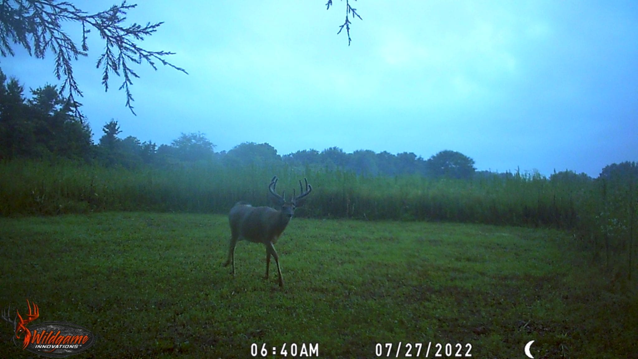 The Benefits of Planting Early Summer Food Plots for Deer - America's ...